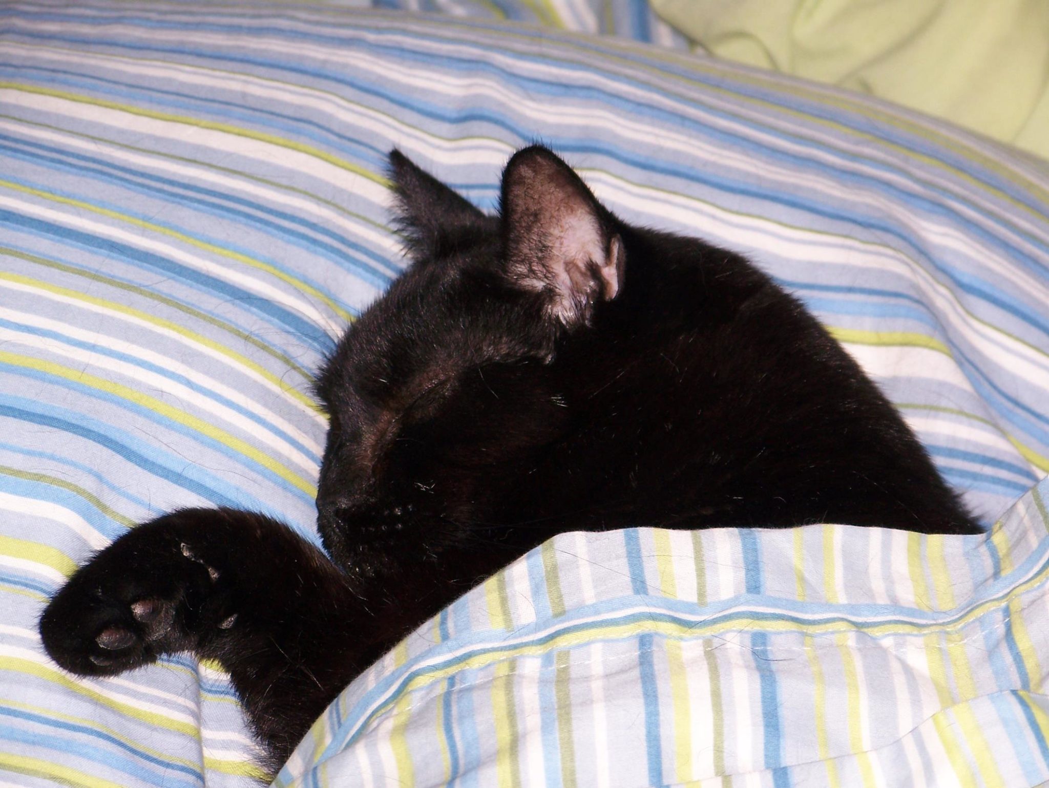 Lefty - Fundamentally Feline