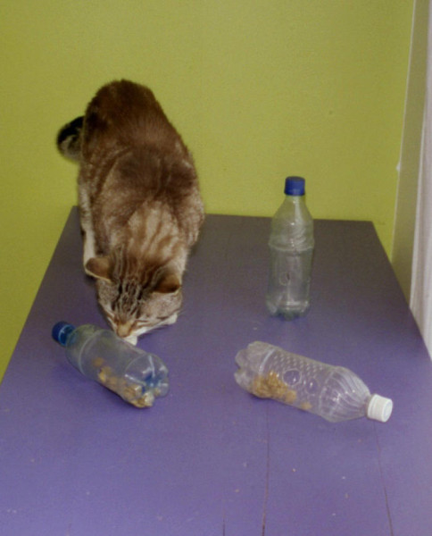 Foraging Toys - Fundamentally Feline