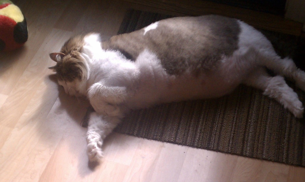 Do You Have A Tubby Tabby? - Fundamentally Feline