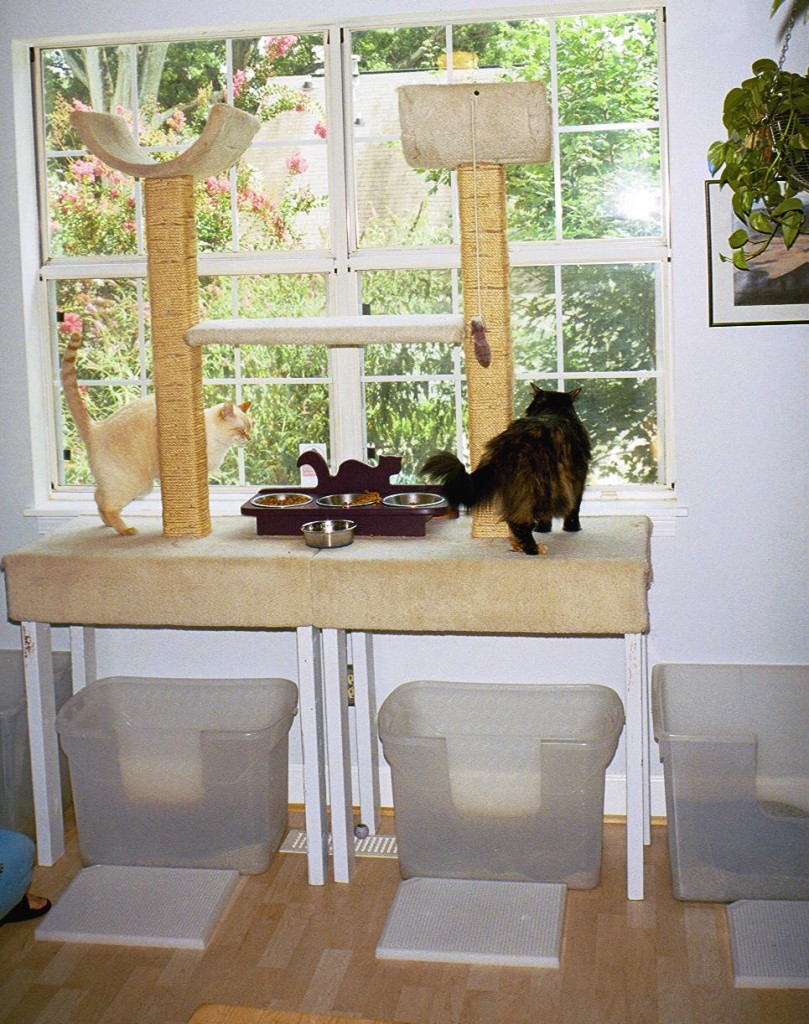 Location, Location, Location! - Fundamentally Feline