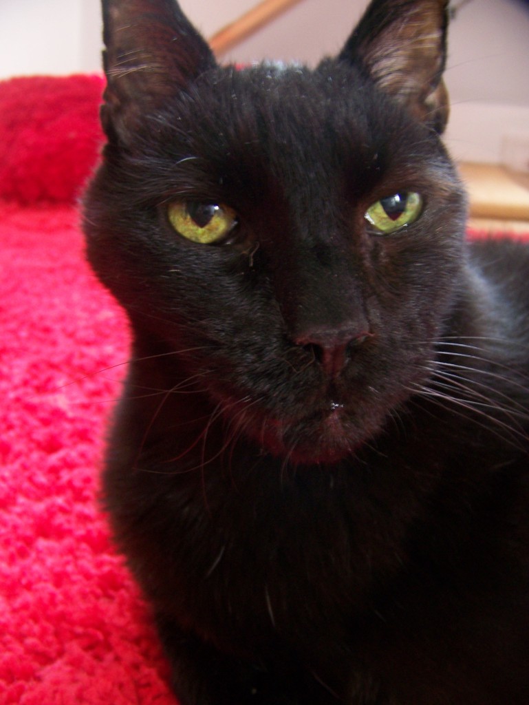 Lefty - Fundamentally Feline