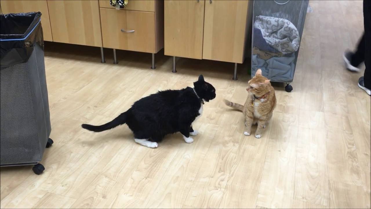 An example of normal feline play behavior - Fundamentally Feline