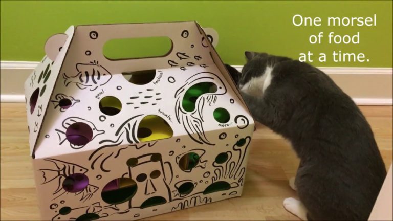 Foraging Videos - Fundamentally Feline