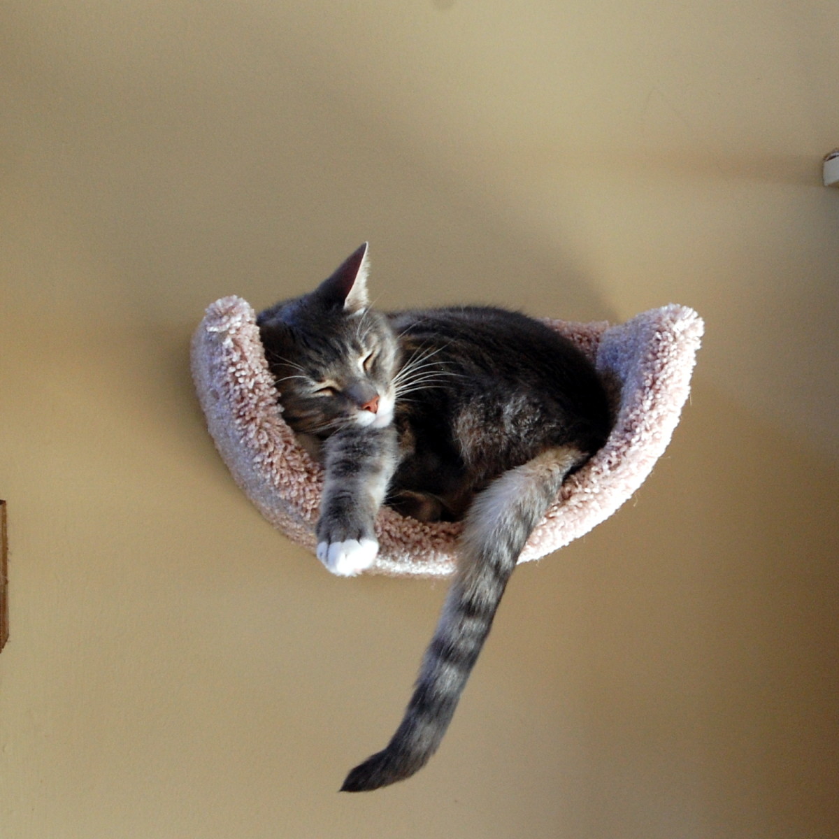 Vertical Space DIY Components - Fundamentally Feline