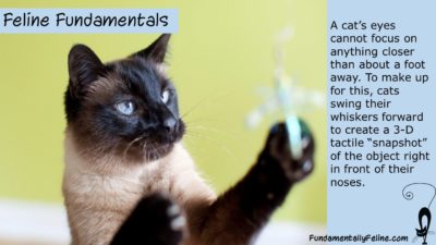 Feline Fundamentals - Fundamentally Feline