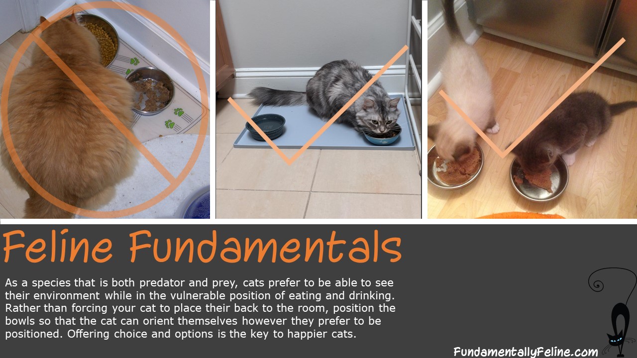 Feeding orientation - Fundamentally Feline