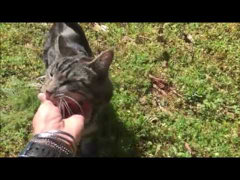 Finn demonstrates "recall," a life saving behavior to train ...