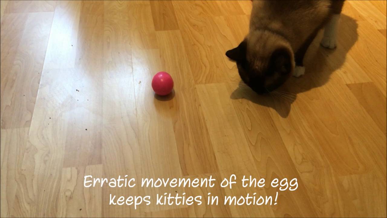 Foraging Mini Egg by Fundamentally Feline - Fundamentally Feline