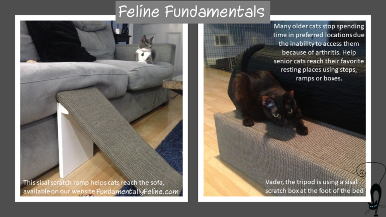 Give senior cats a lift! - Fundamentally Feline