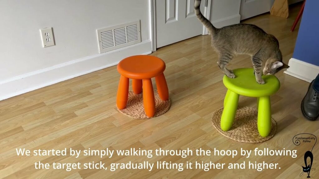 Training Videos - Fundamentally Feline