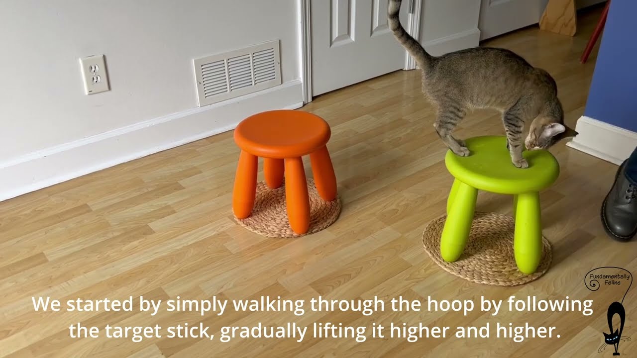 How to Teach Your Cat to Target a Mat and a Stool - Fundamentally Feline