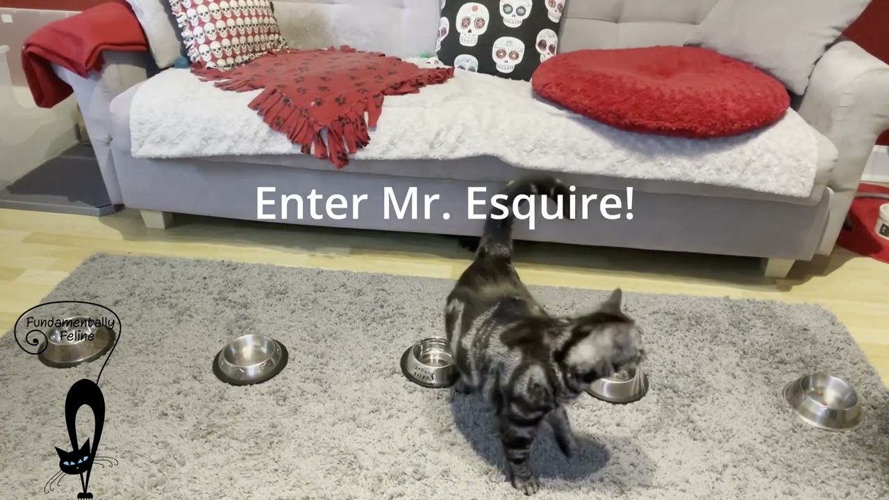 How to Teach the Super Bowls Pattern Game - Fundamentally Feline