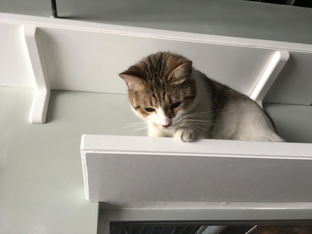 Java Cats-Atlanta's first cat cafe! - Fundamentally Feline