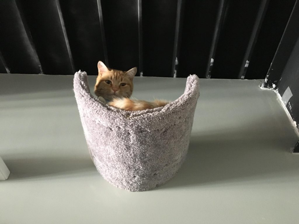 Java Cats-Atlanta's first cat cafe! - Fundamentally Feline