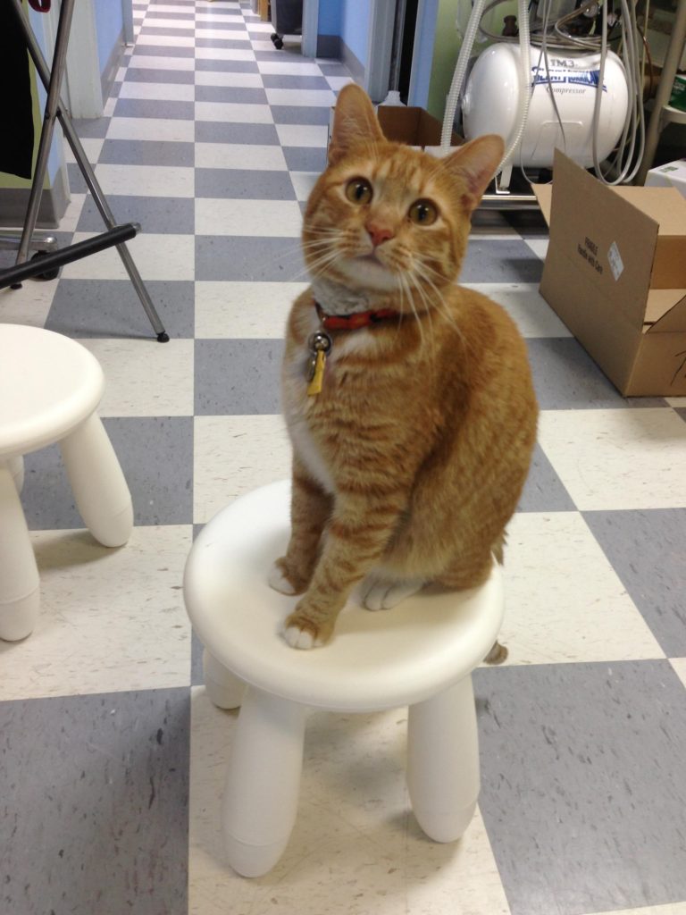 How to Introduce Cats to Each Other - Fundamentally Feline