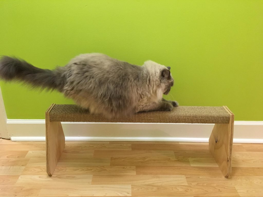 Balance Beam - Fundamentally Feline