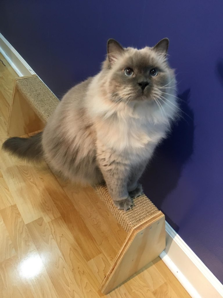 Balance Beam - Fundamentally Feline