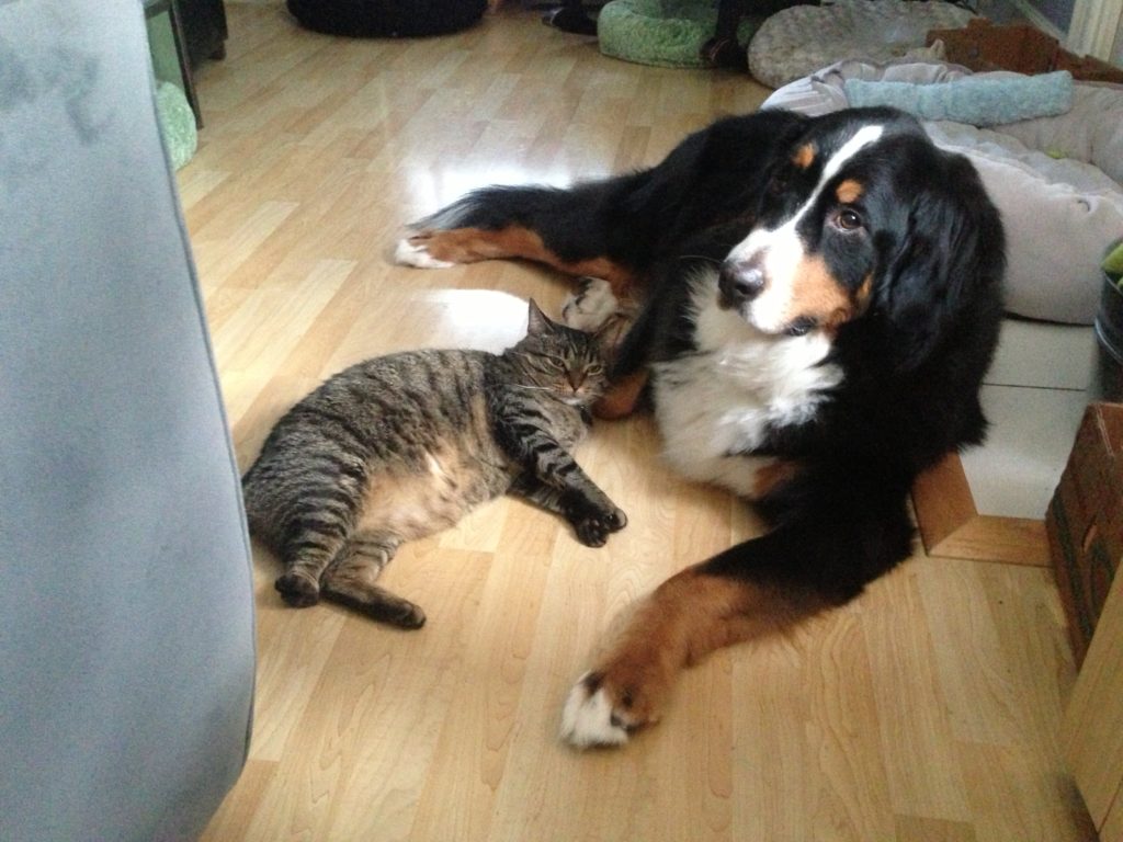 How to Introduce a Cat to a Dog - Fundamentally Feline