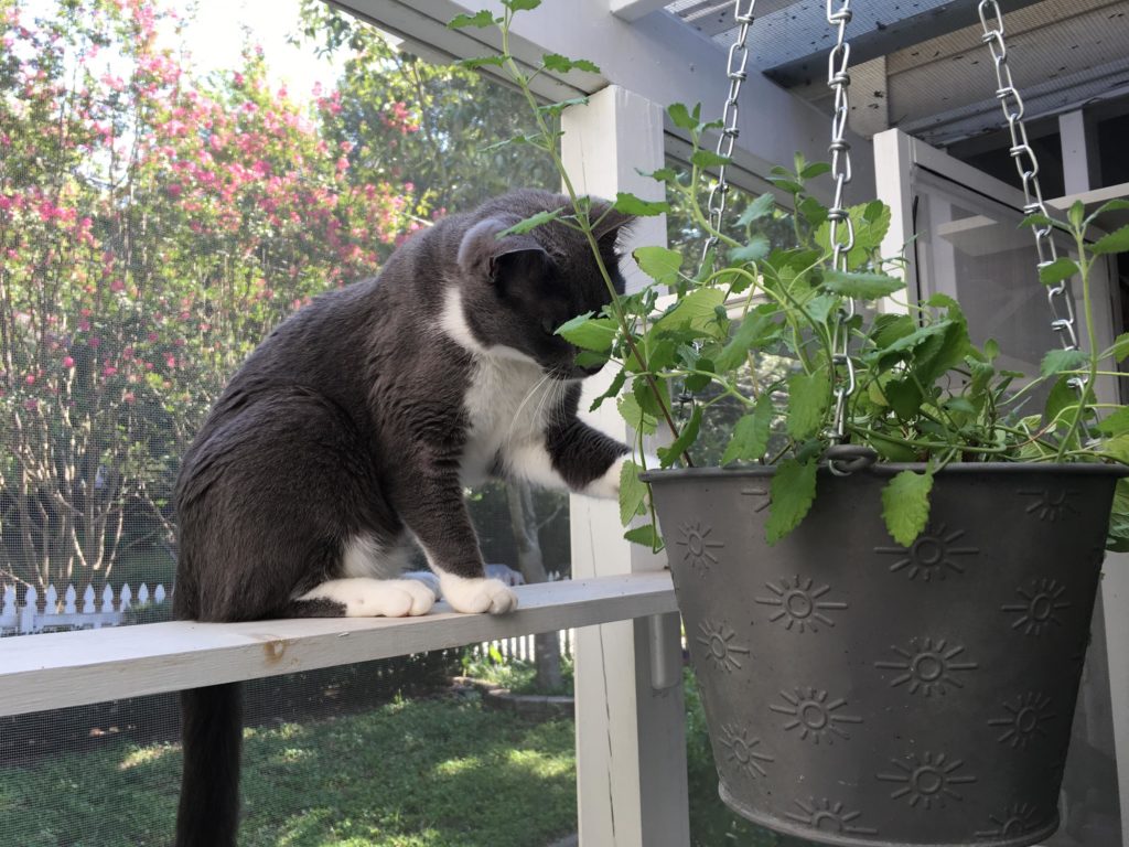 Catios: Options to Consider When Building a Catio - Fundamentally Feline