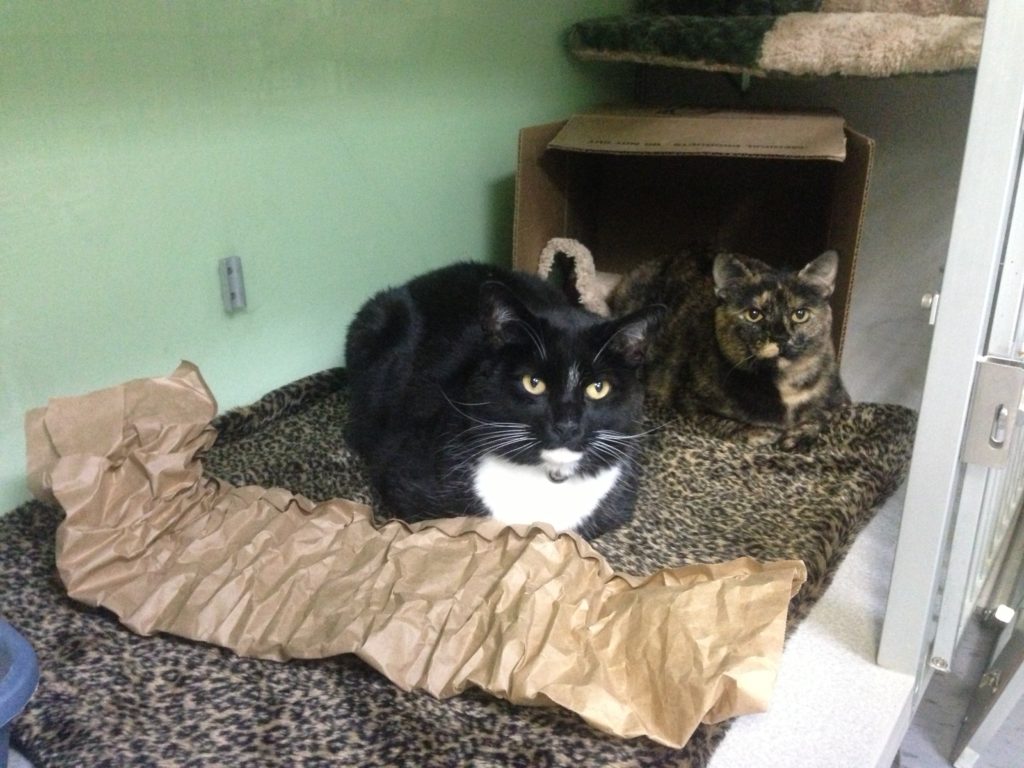 It's More Than Just A Box! - Fundamentally Feline