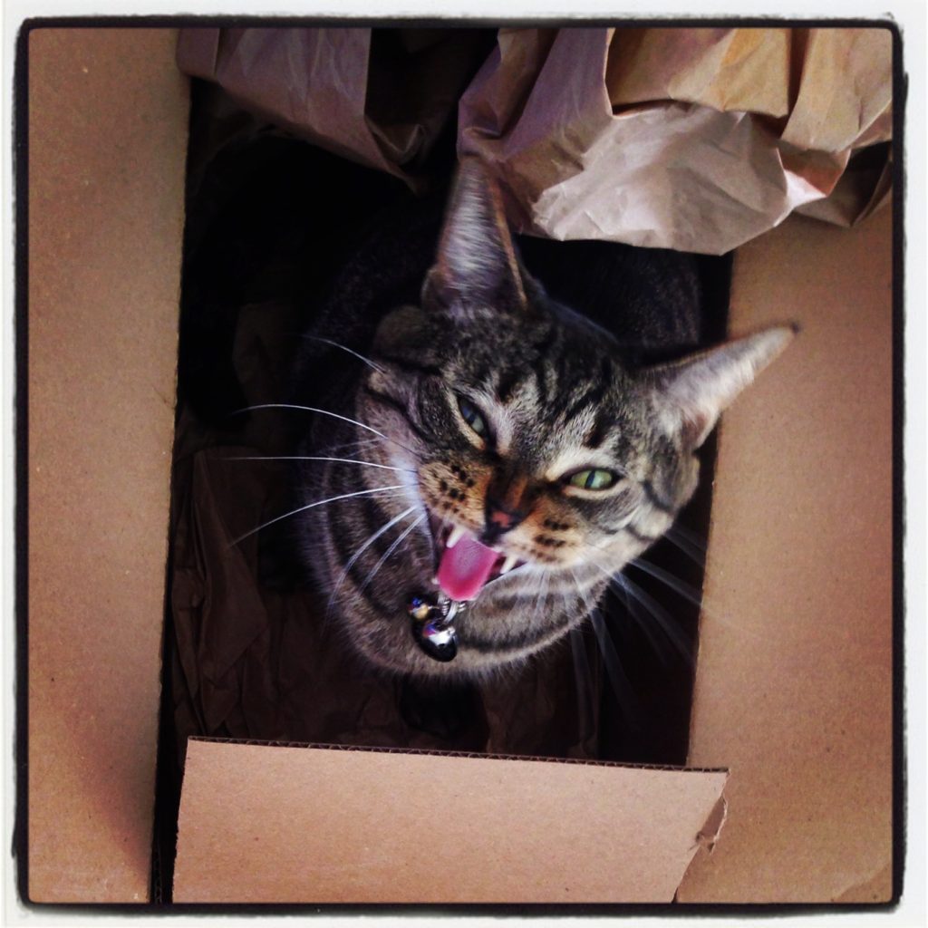 Education - Fundamentally Feline