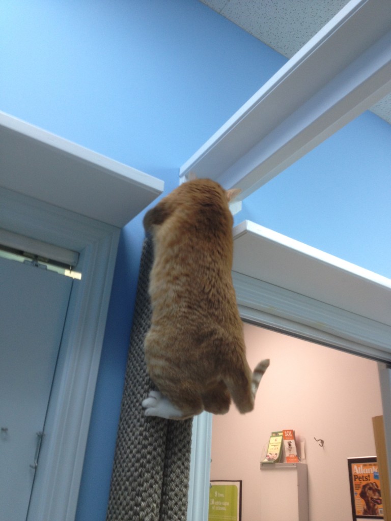 Wall Mounted Sisal Scratch Pole 6' - Fundamentally Feline