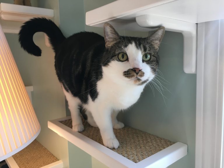 Vertical Space - Fundamentally Feline