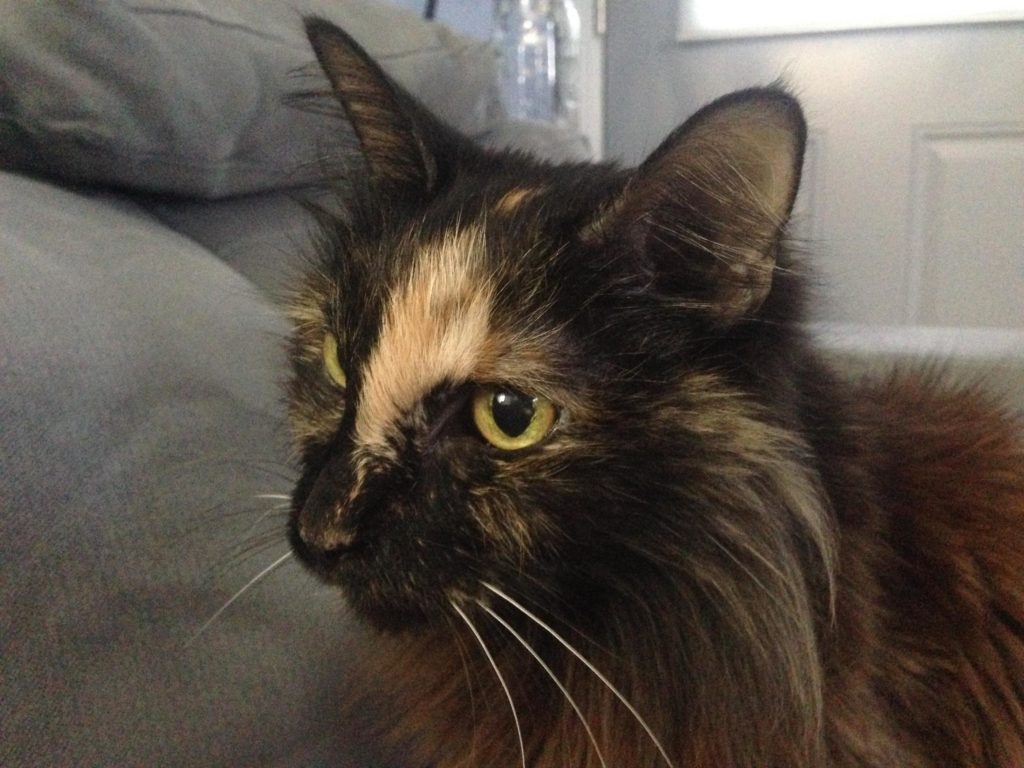 Wick better known as Wiccas - Fundamentally Feline