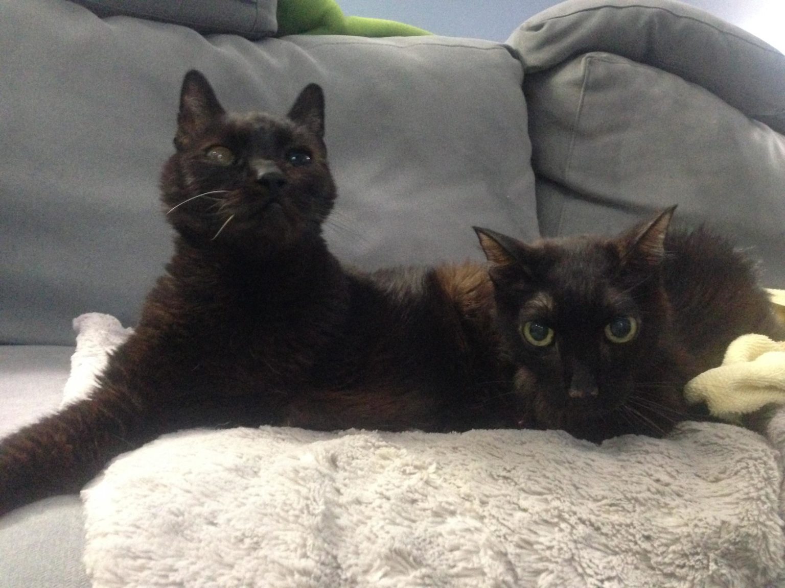 Lefty - Fundamentally Feline