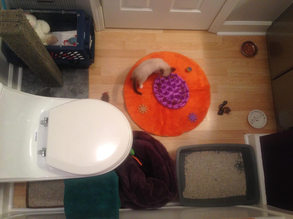 How to Introduce a Cat to a New Environment - Fundamentally Feline