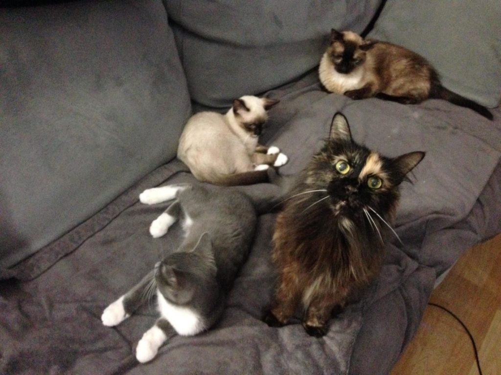 Wick better known as Wiccas - Fundamentally Feline