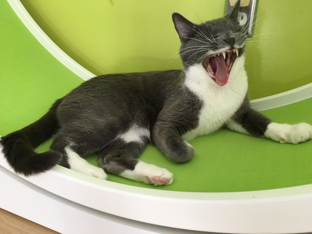 How to encourage your cat to use a cat wheel. - Fundamentally Feline