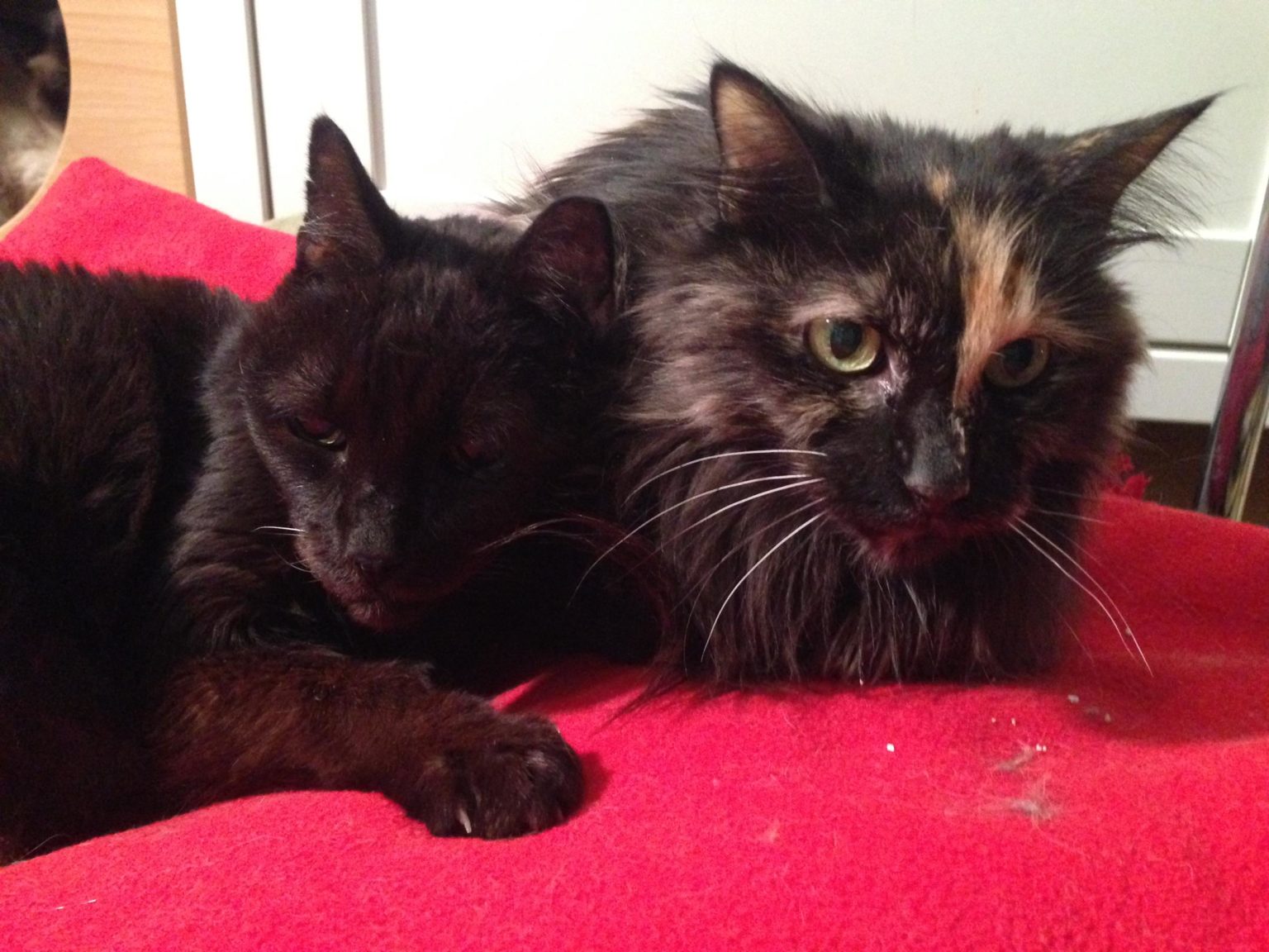 Lefty - Fundamentally Feline