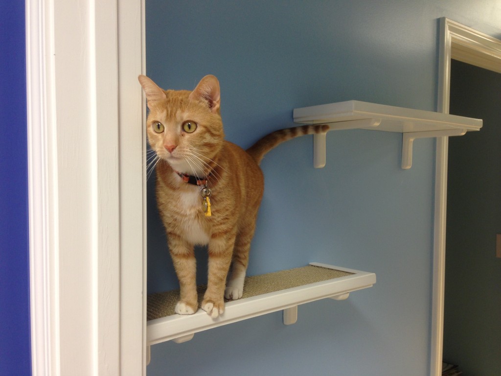 Sisal Cat Run 18" - Fundamentally Feline