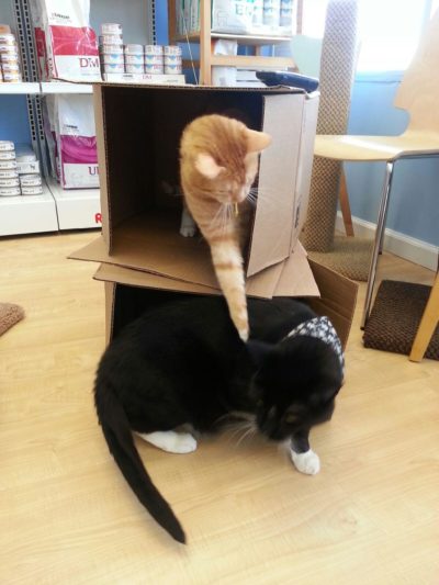 It's More Than Just A Box! - Fundamentally Feline