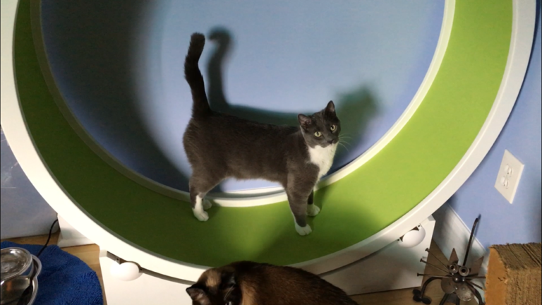 How to encourage your cat to use a cat wheel. - Fundamentally Feline