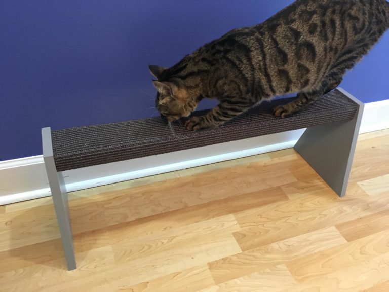 Balance Beam - Fundamentally Feline