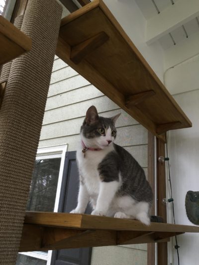 Vertical Space Fundamentally Feline