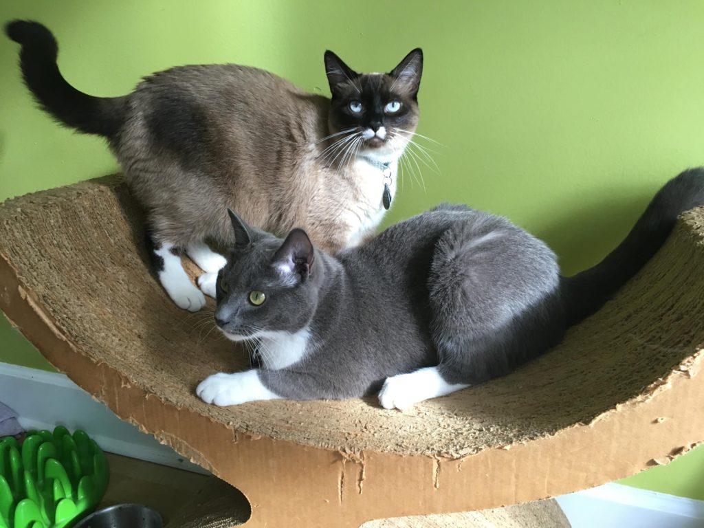 How to Introduce Cats to Each Other - Fundamentally Feline