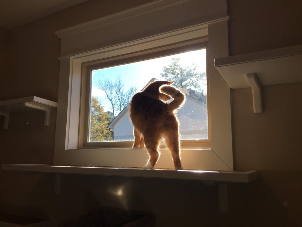 When One Cat Becomes Five, One Must Catify! - Fundamentally Feline