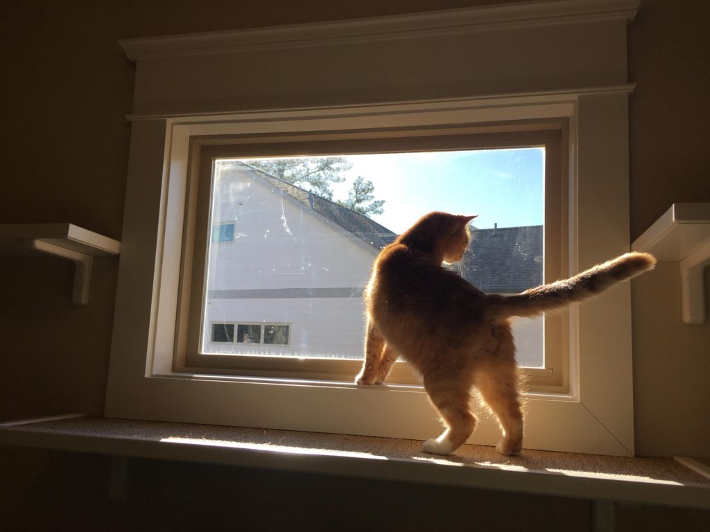 When One Cat Becomes Five, One Must Catify! - Fundamentally Feline