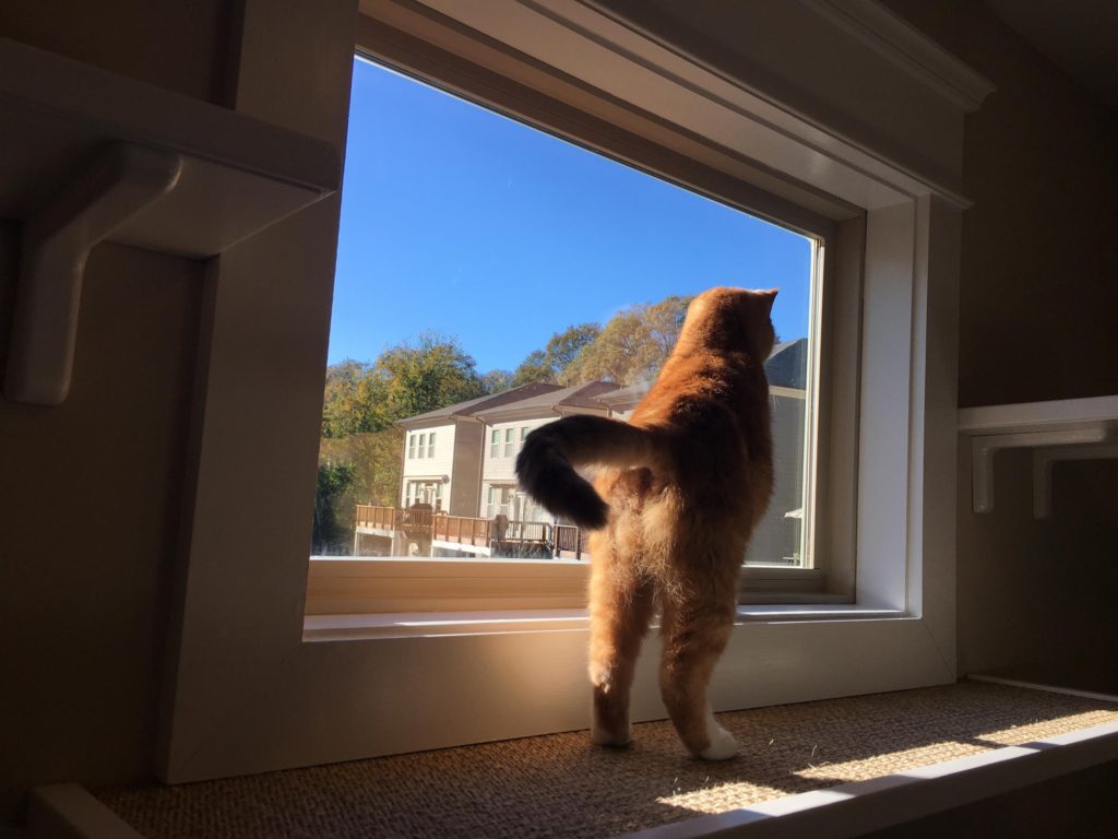When One Cat Becomes Five, One Must Catify! - Fundamentally Feline