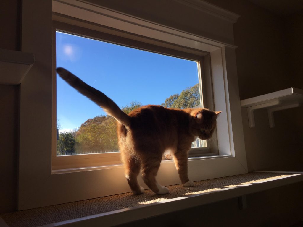 When One Cat Becomes Five, One Must Catify! - Fundamentally Feline