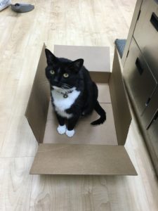 It's More Than Just A Box! - Fundamentally Feline