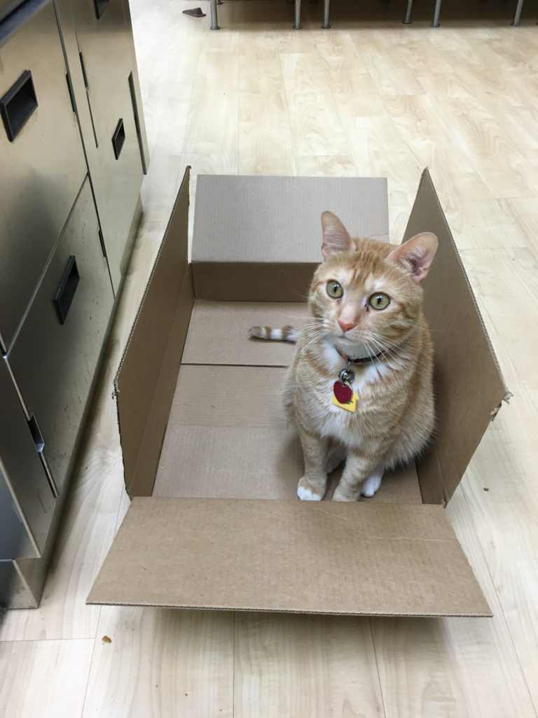 It's More Than Just A Box! - Fundamentally Feline