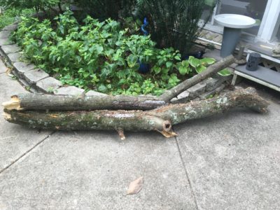 Catios: Options to Consider When Building a Catio - Fundamentally Feline