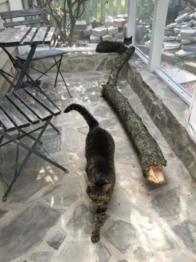 Catios: Options to Consider When Building a Catio - Fundamentally Feline