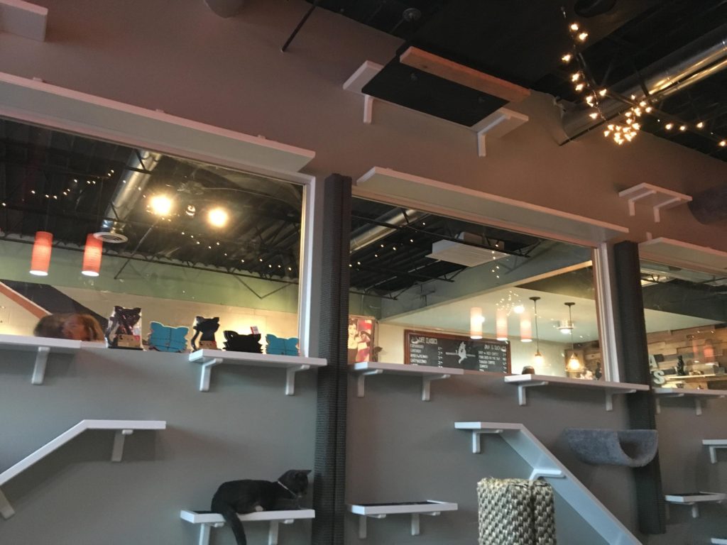 Java Cats-Atlanta's first cat cafe! - Fundamentally Feline