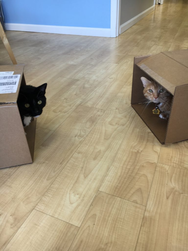 It's More Than Just A Box! - Fundamentally Feline