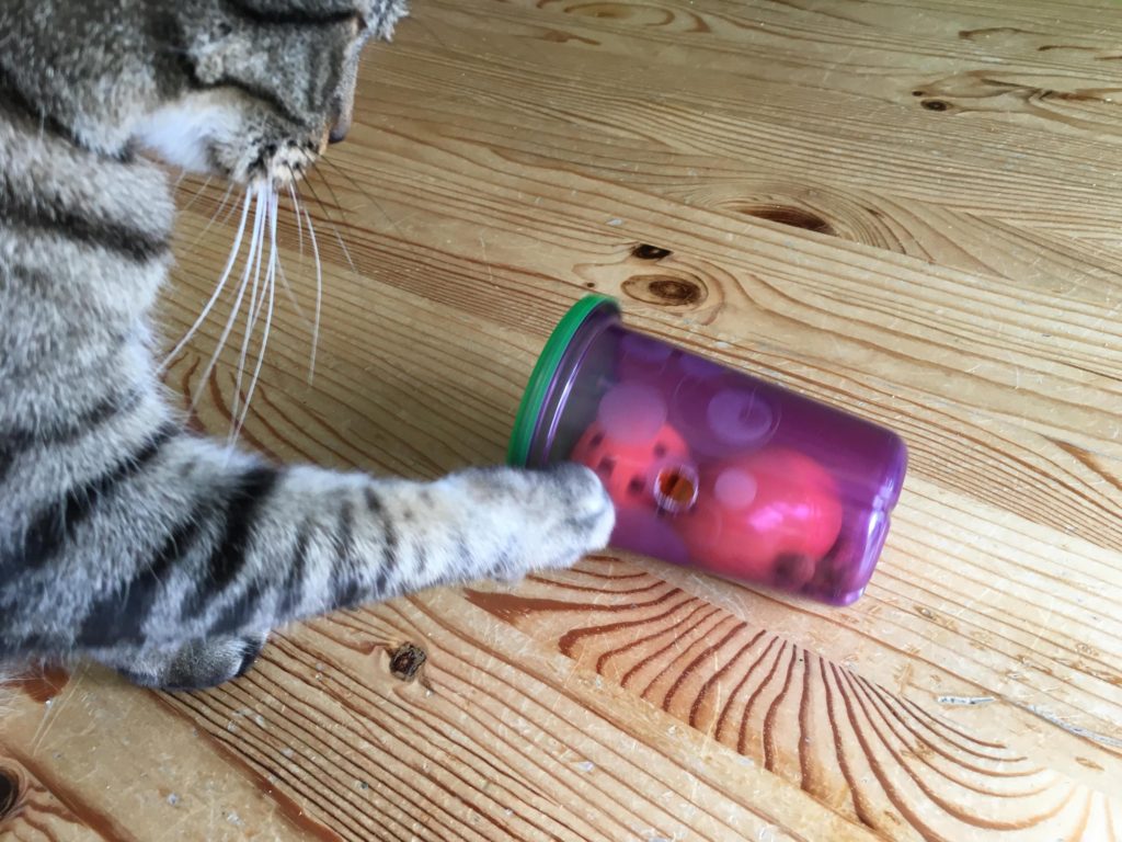 Foraging Cups - Fundamentally Feline
